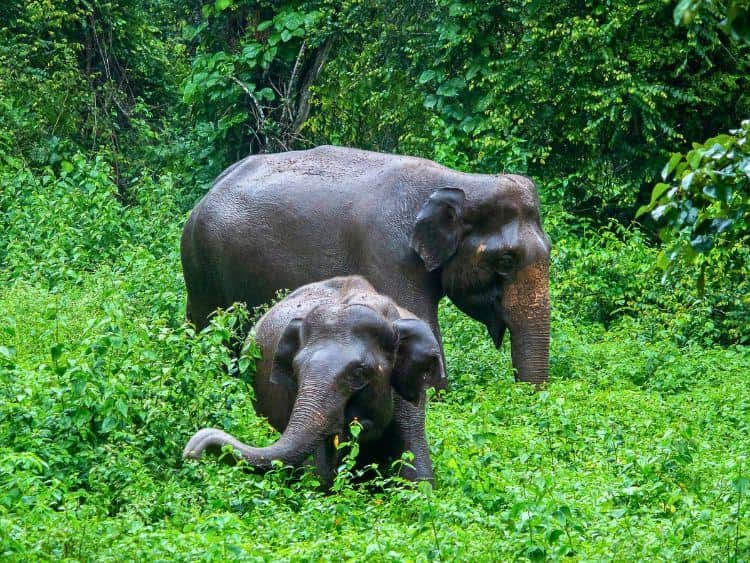 Top Kinabatangan Wildlife River Cruise Tour from Sandakan 2025 | Mam Holidays